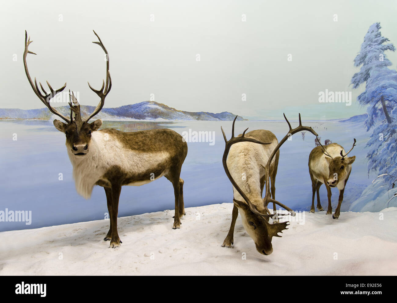 Lake caribou hi-res stock photography and images - Alamy