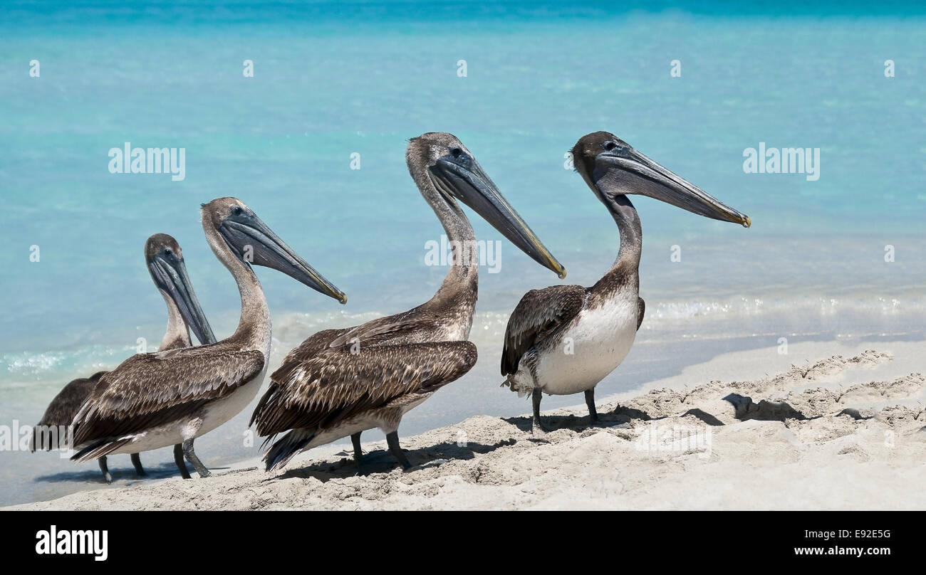 Pelican pose hi-res stock photography and images - Alamy
