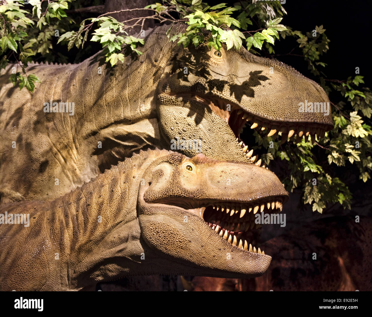 Tyrannosaurus rex dinosaur head face hi-res stock photography and ...