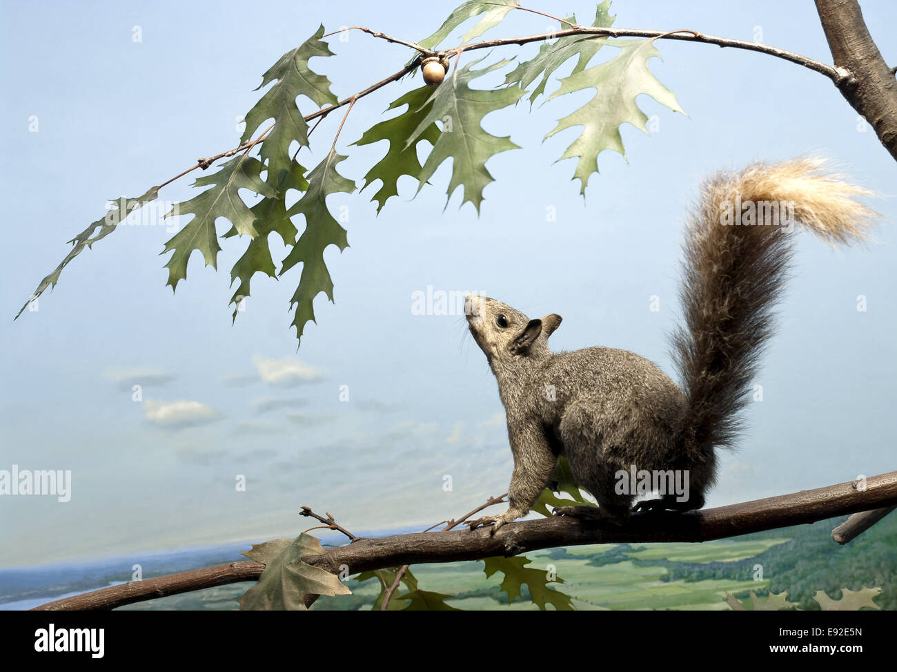 Squirrel Up High Stock Photo - Alamy