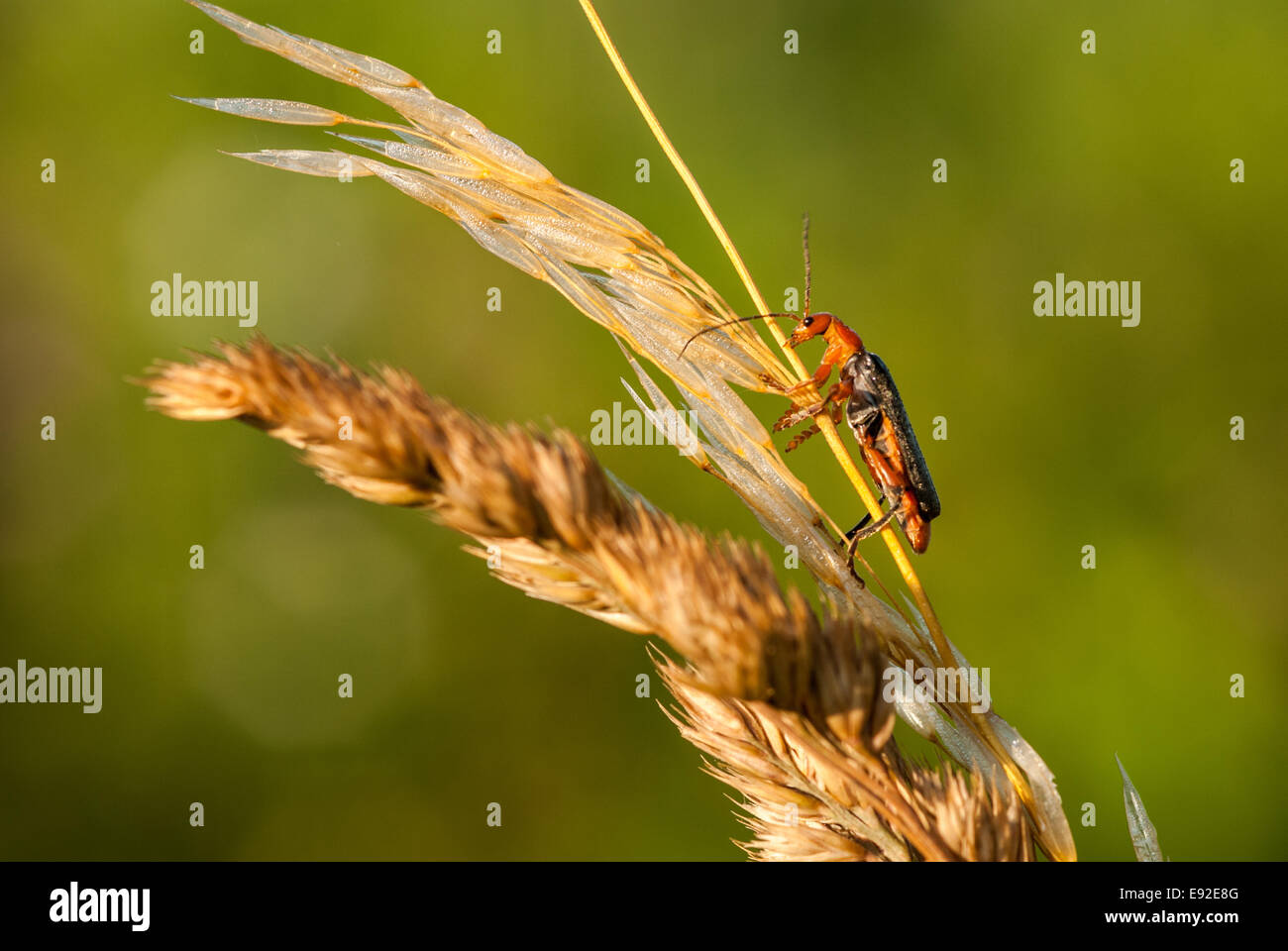 soldier beetle, (Cantharis fusca Stock Photo - Alamy