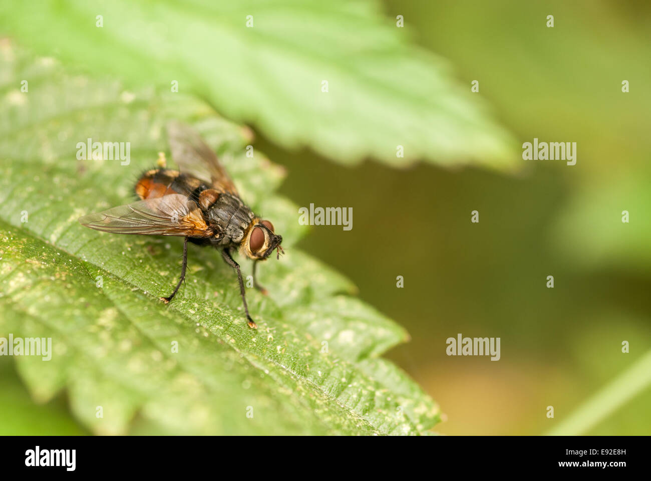 Tachinidae hi-res stock photography and images - Alamy