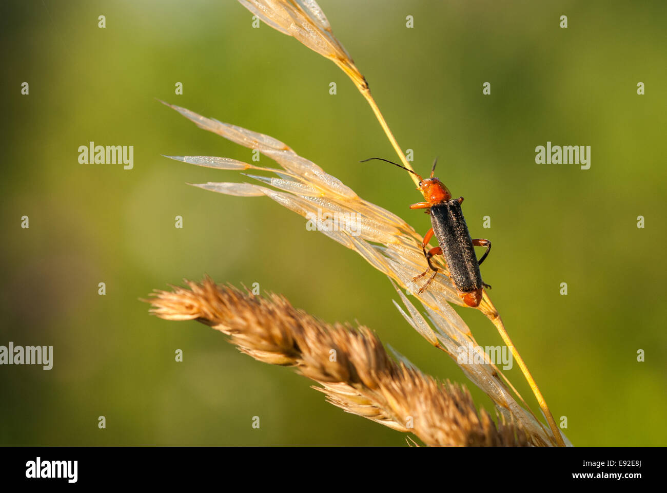 Cantharis fusca hi-res stock photography and images - Alamy