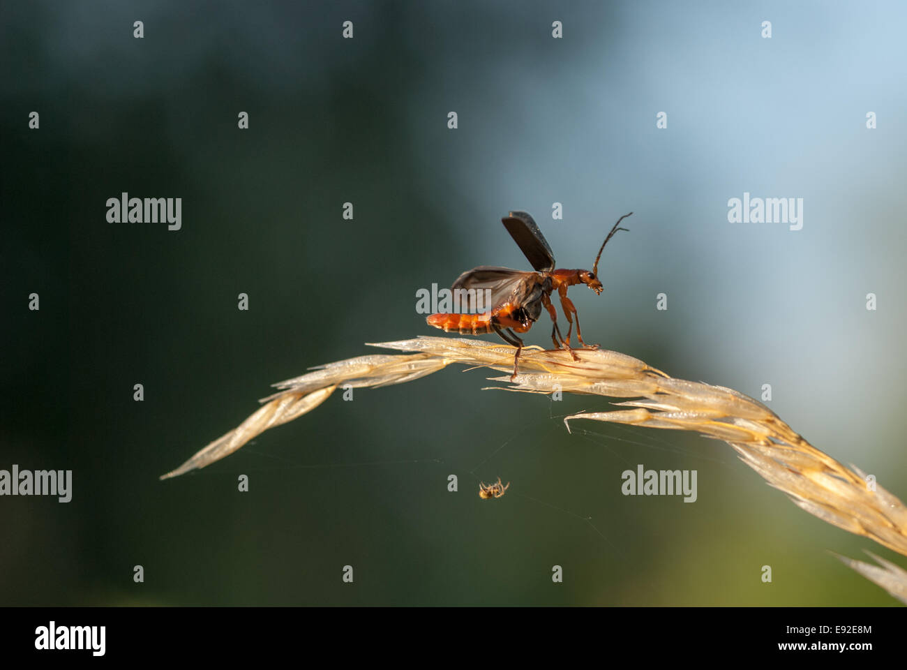 soldier beetle, (Cantharis fusca Stock Photo - Alamy
