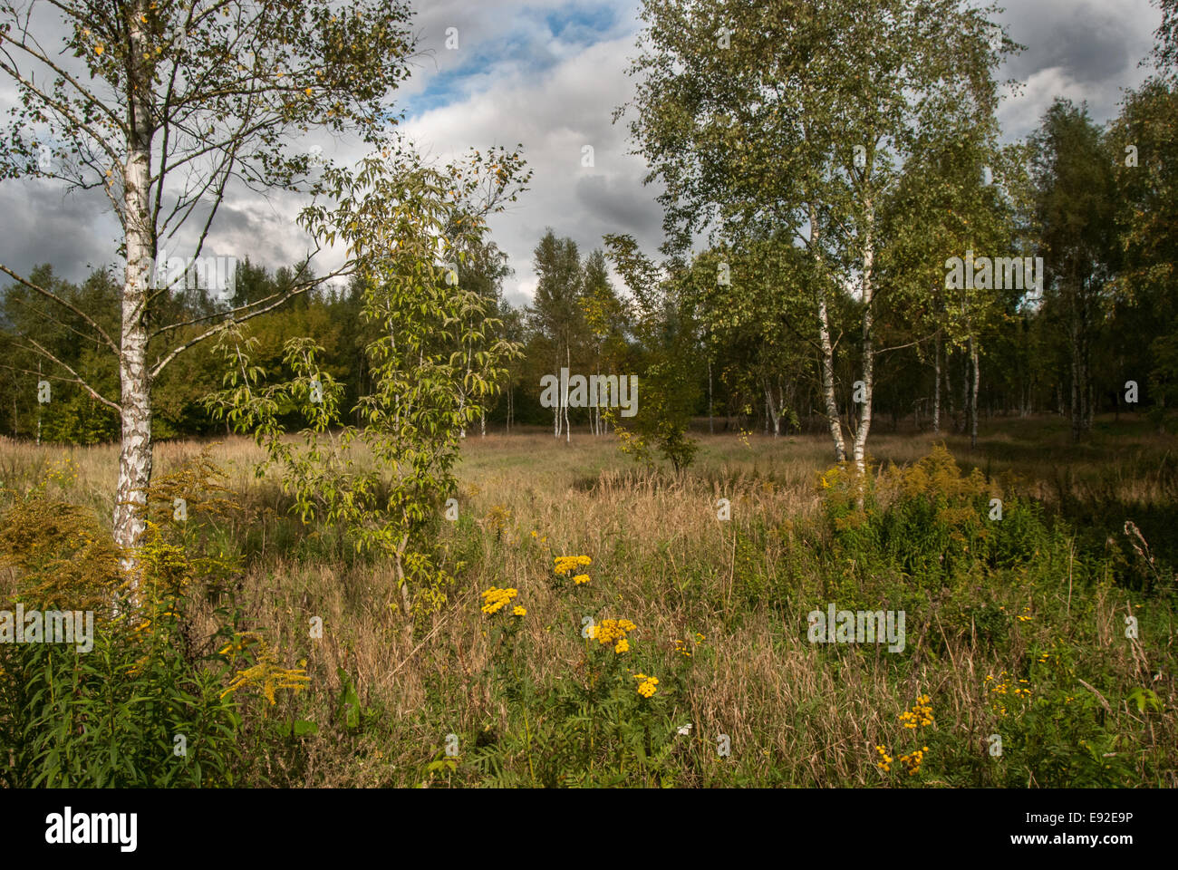 Reforestation europe hi-res stock photography and images - Alamy