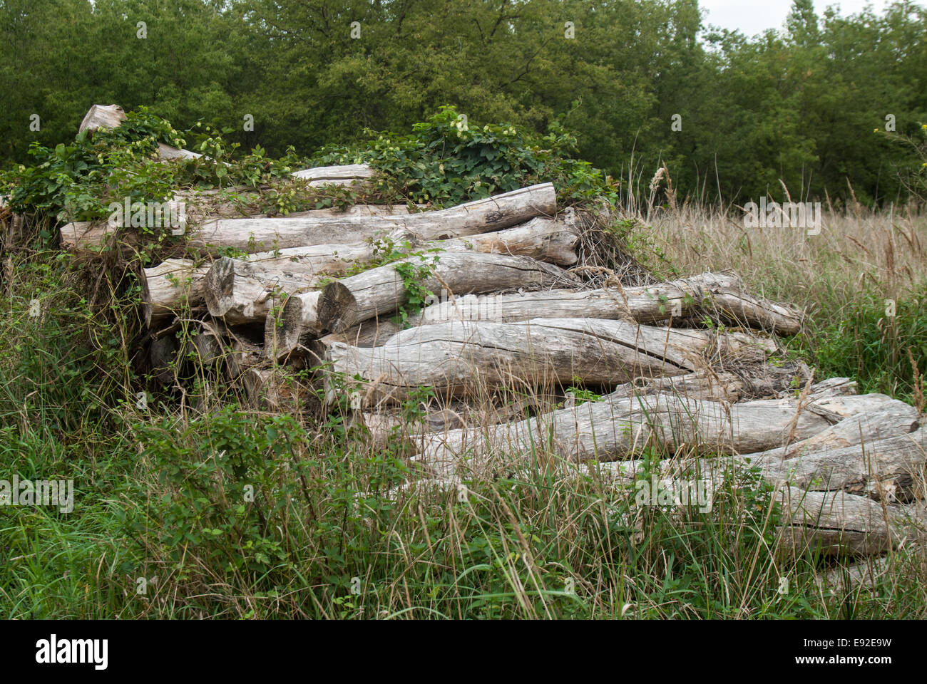 Wood pile for wildlife hi-res stock photography and images - Alamy