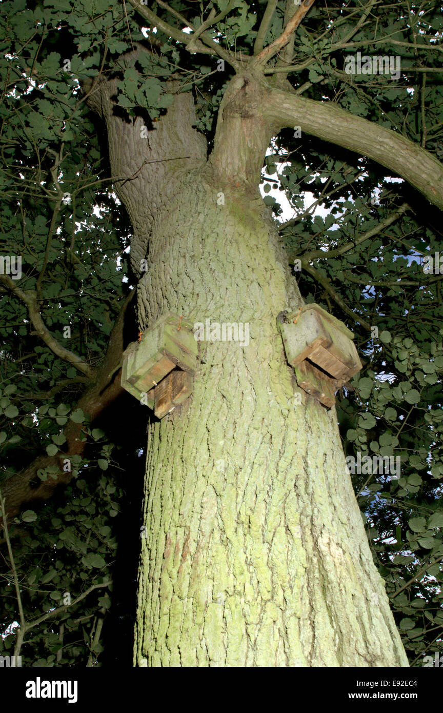 Bat tree nest hi-res stock photography and images - Alamy