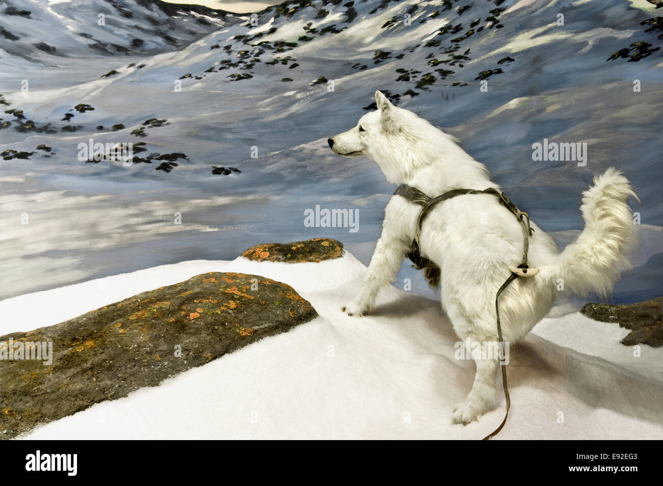 Wolf tail hi-res stock photography and images - Alamy