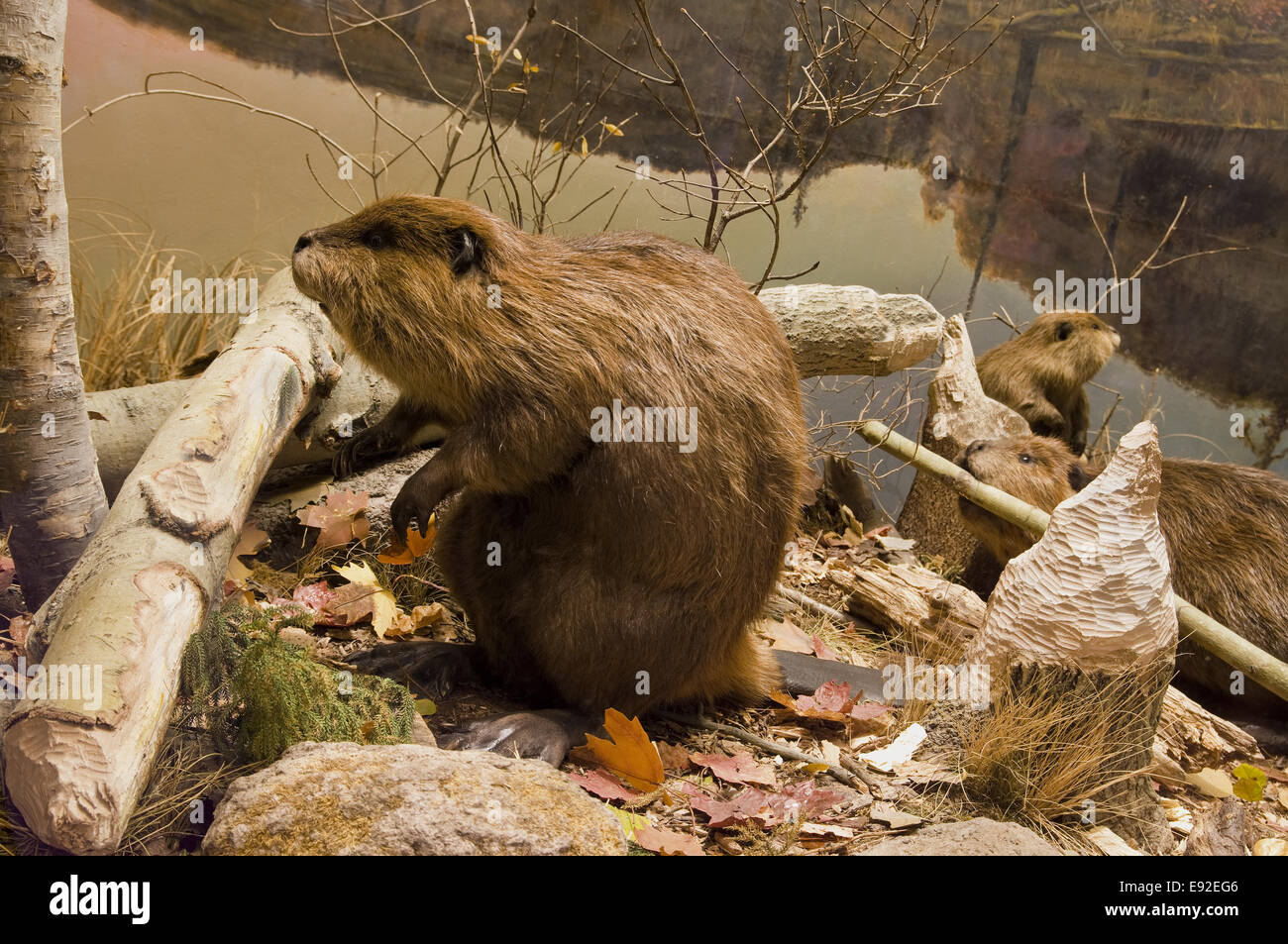 Tail beavers hi-res stock photography and images - Alamy