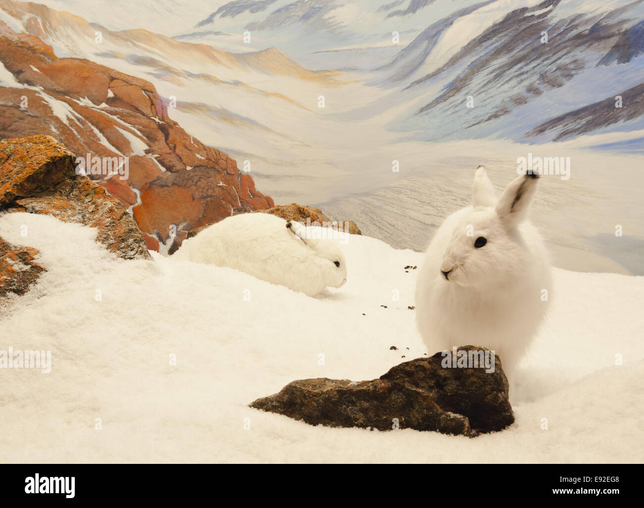 Rabbit droppings hi-res stock photography and images - Alamy