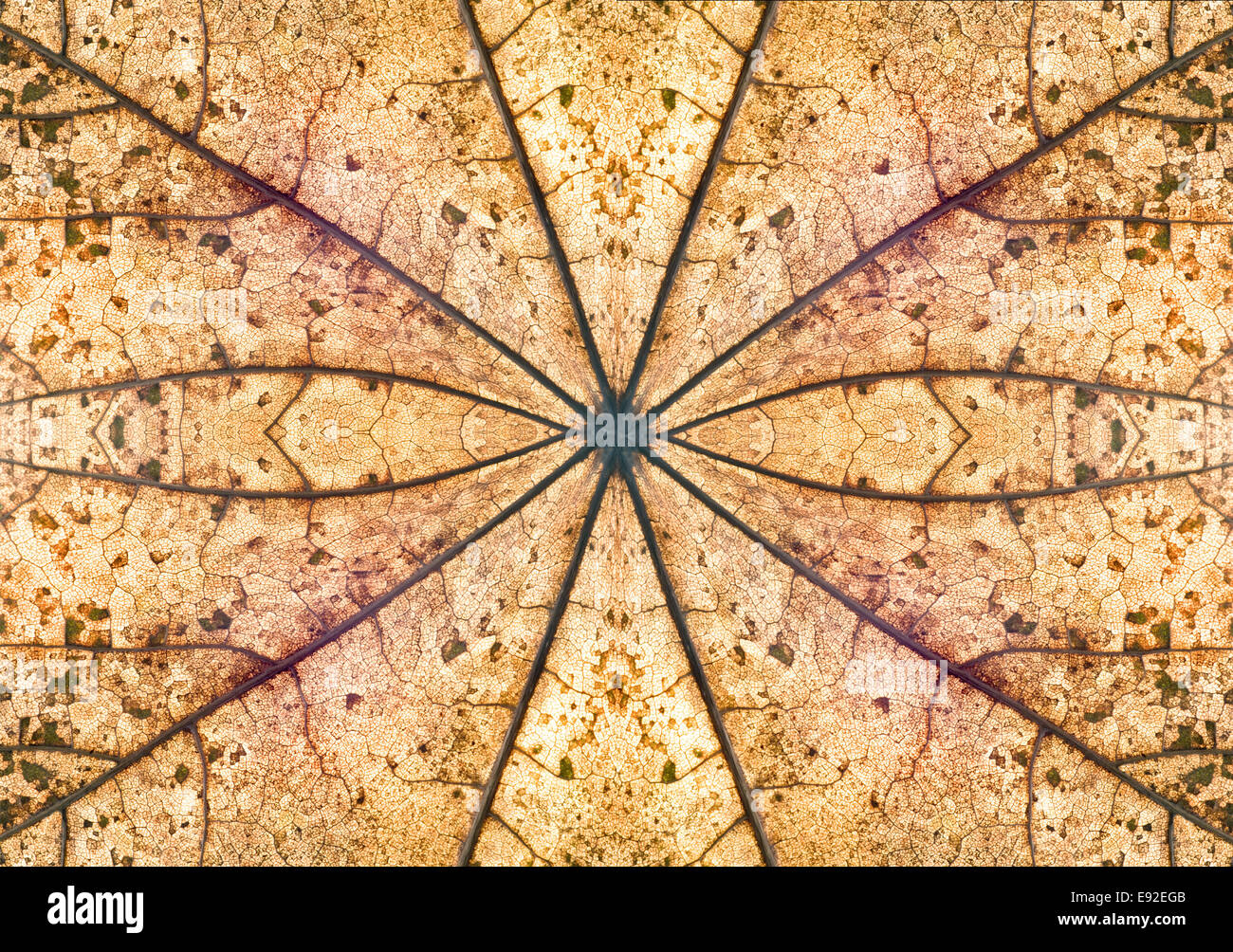 Nature patterns hi-res stock photography and images - Alamy