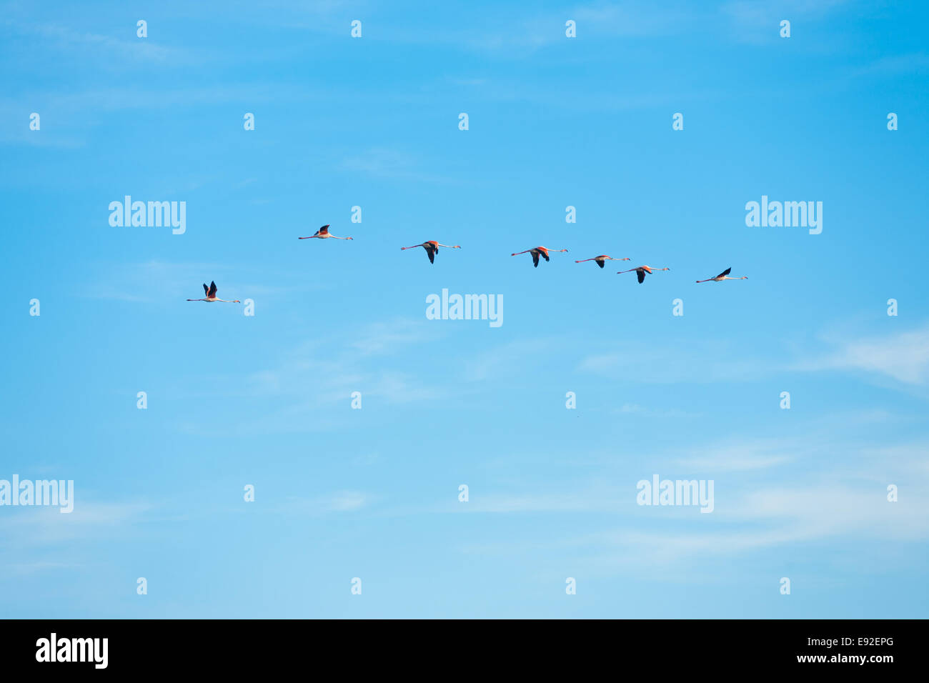 Line of birds flying hi-res stock photography and images - Alamy