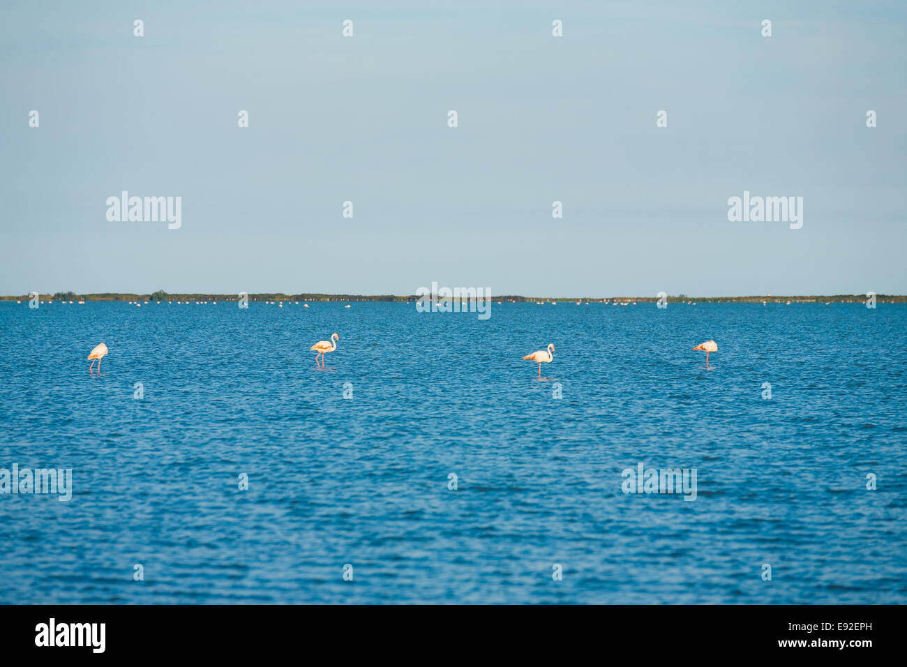 Four Flamingos Nesting Camargue Stock Photo - Alamy