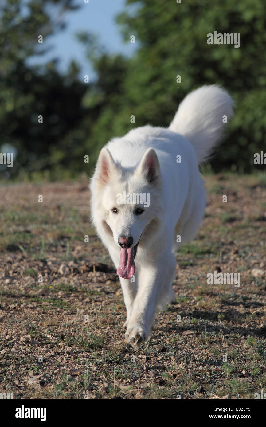 White schweizer sheepdogs hi-res stock photography and images - Alamy