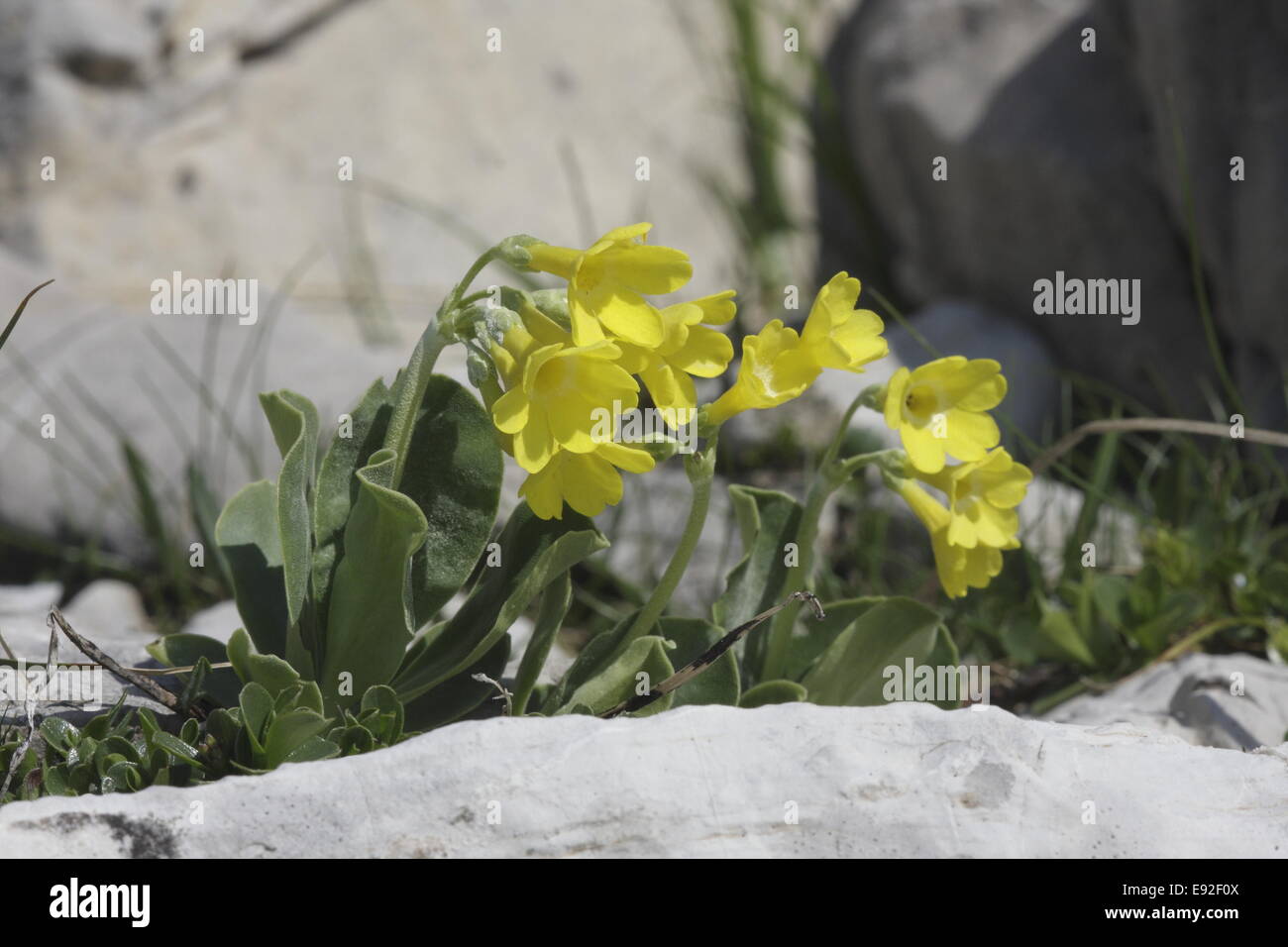 Alps cowslip hi-res stock photography and images - Alamy