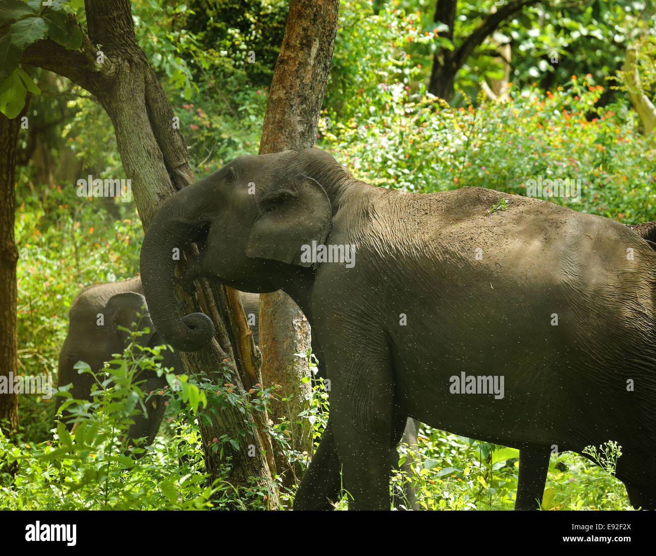Group of Wild Asian Elephants Stock Photo - Alamy