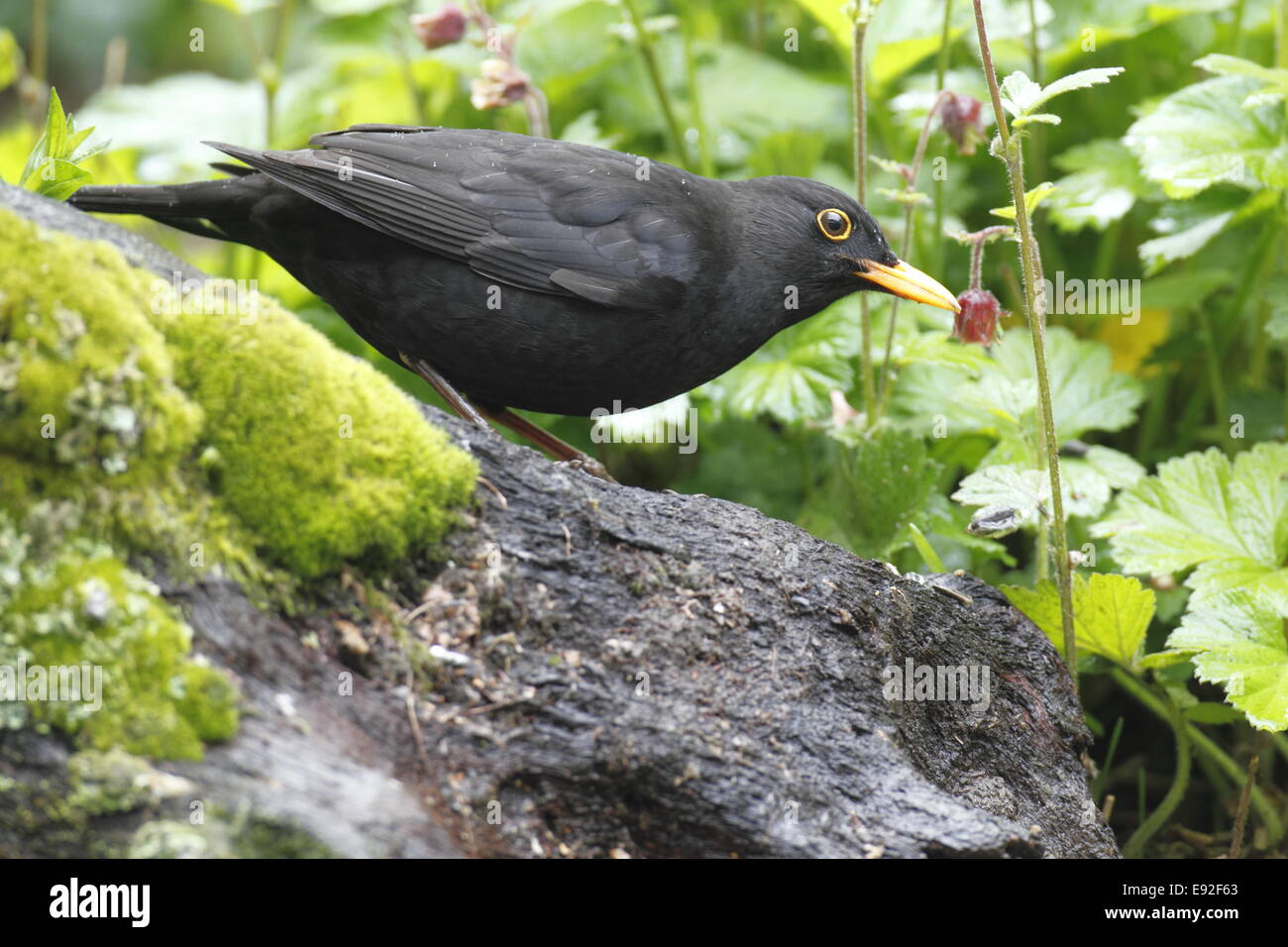 Eurasian blackbirds hi-res stock photography and images - Alamy