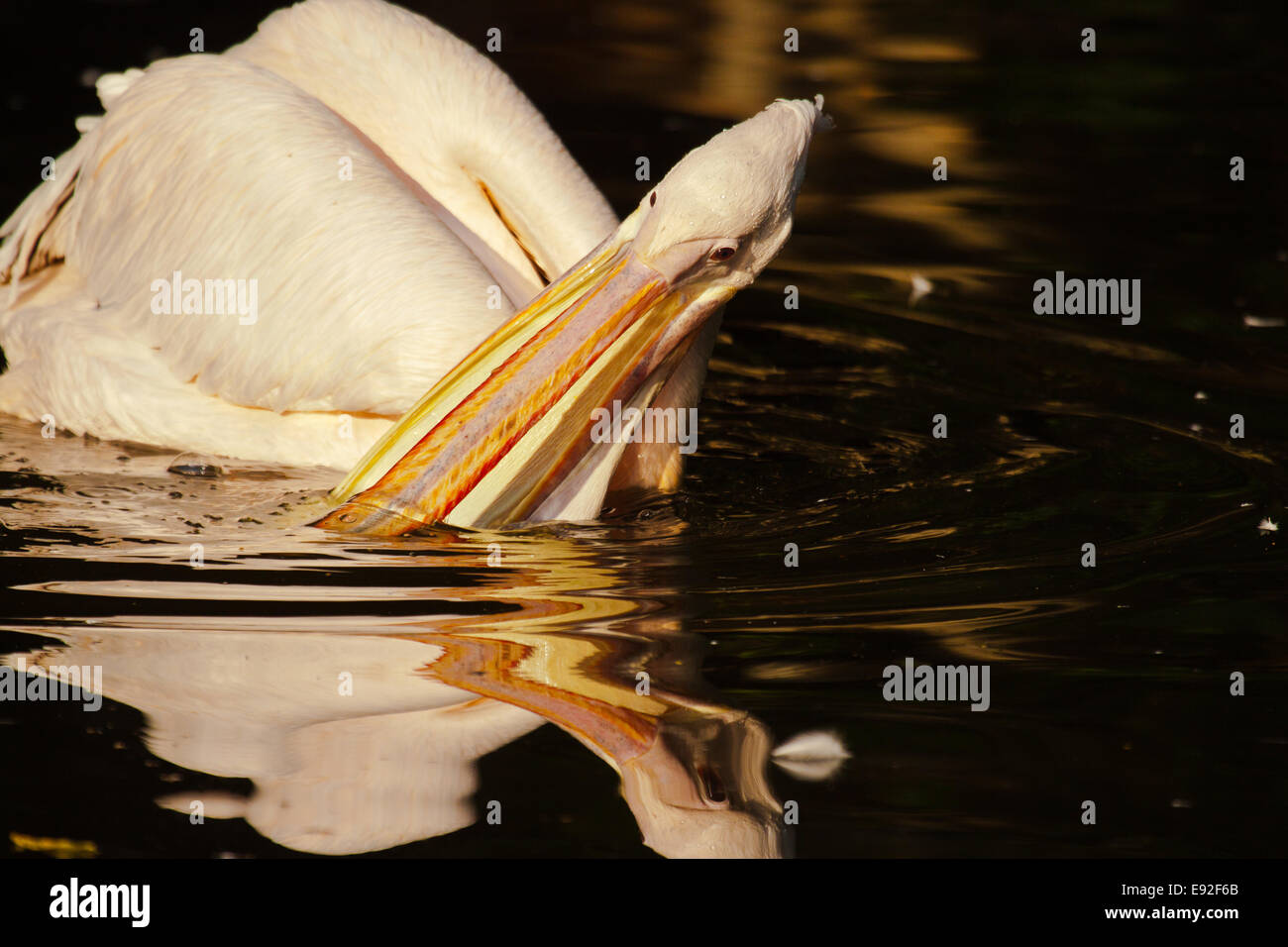 Great White Pelican (Pelecanus onocrotalus Stock Photo - Alamy
