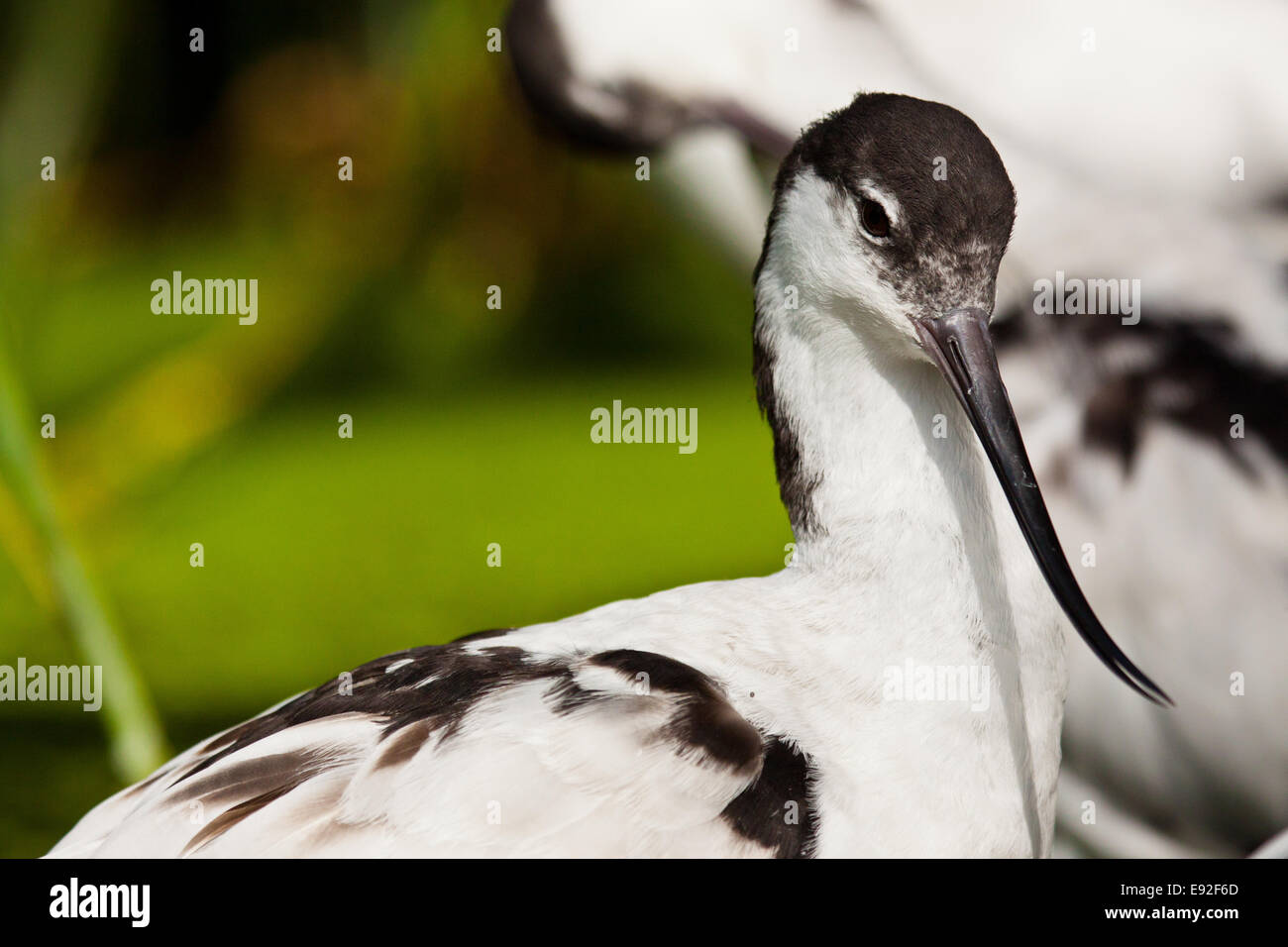 Pied Avocet (Recurvirostra avosetta Stock Photo - Alamy