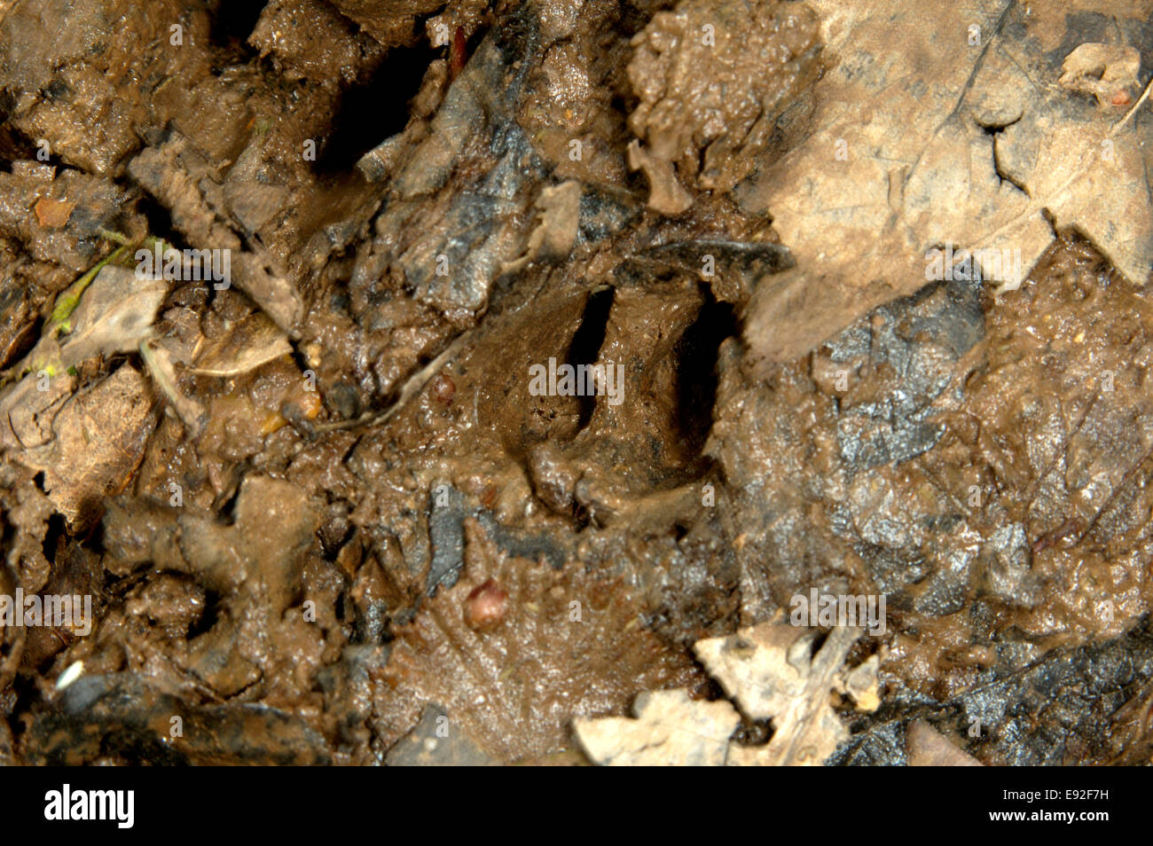 Muntiacus reevesi hi-res stock photography and images - Alamy