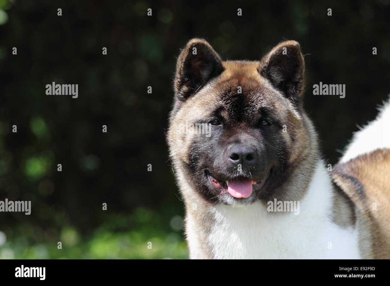 Domestic Dog American Akita Adult High Resolution Stock Photography and ...