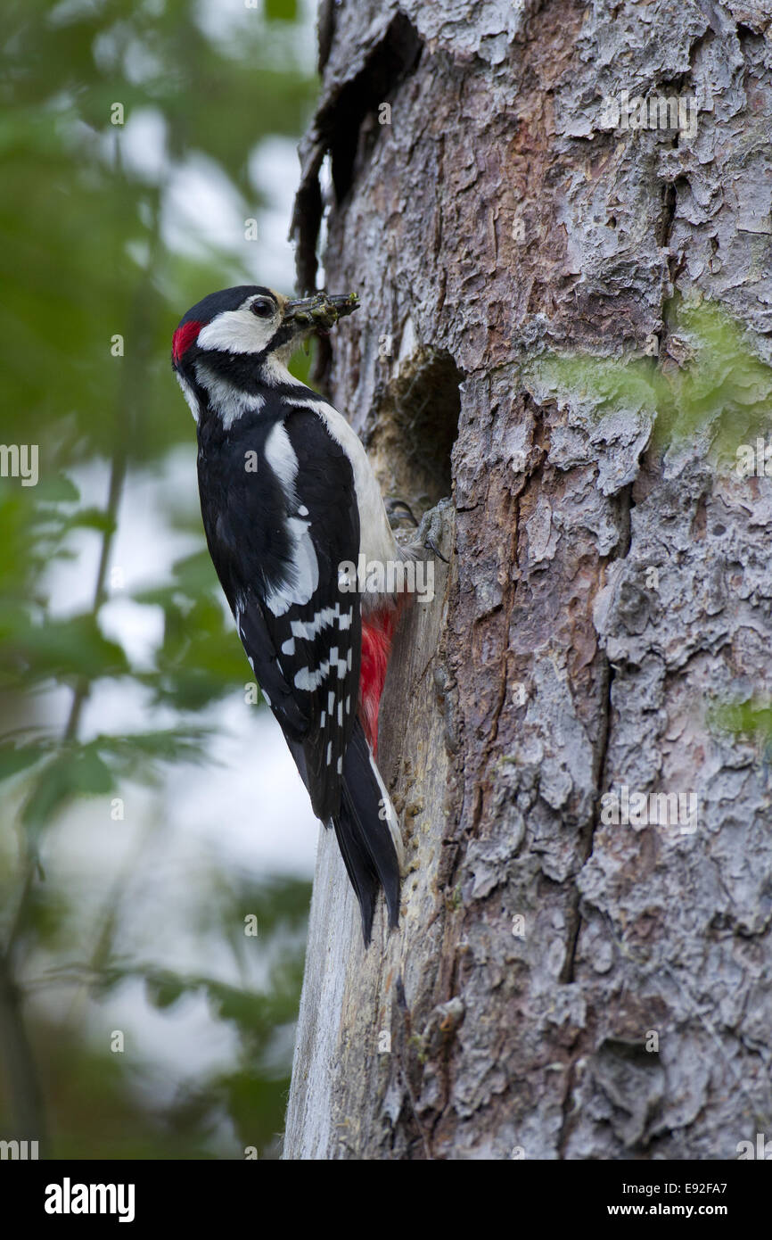 Woodpec hi-res stock photography and images - Alamy