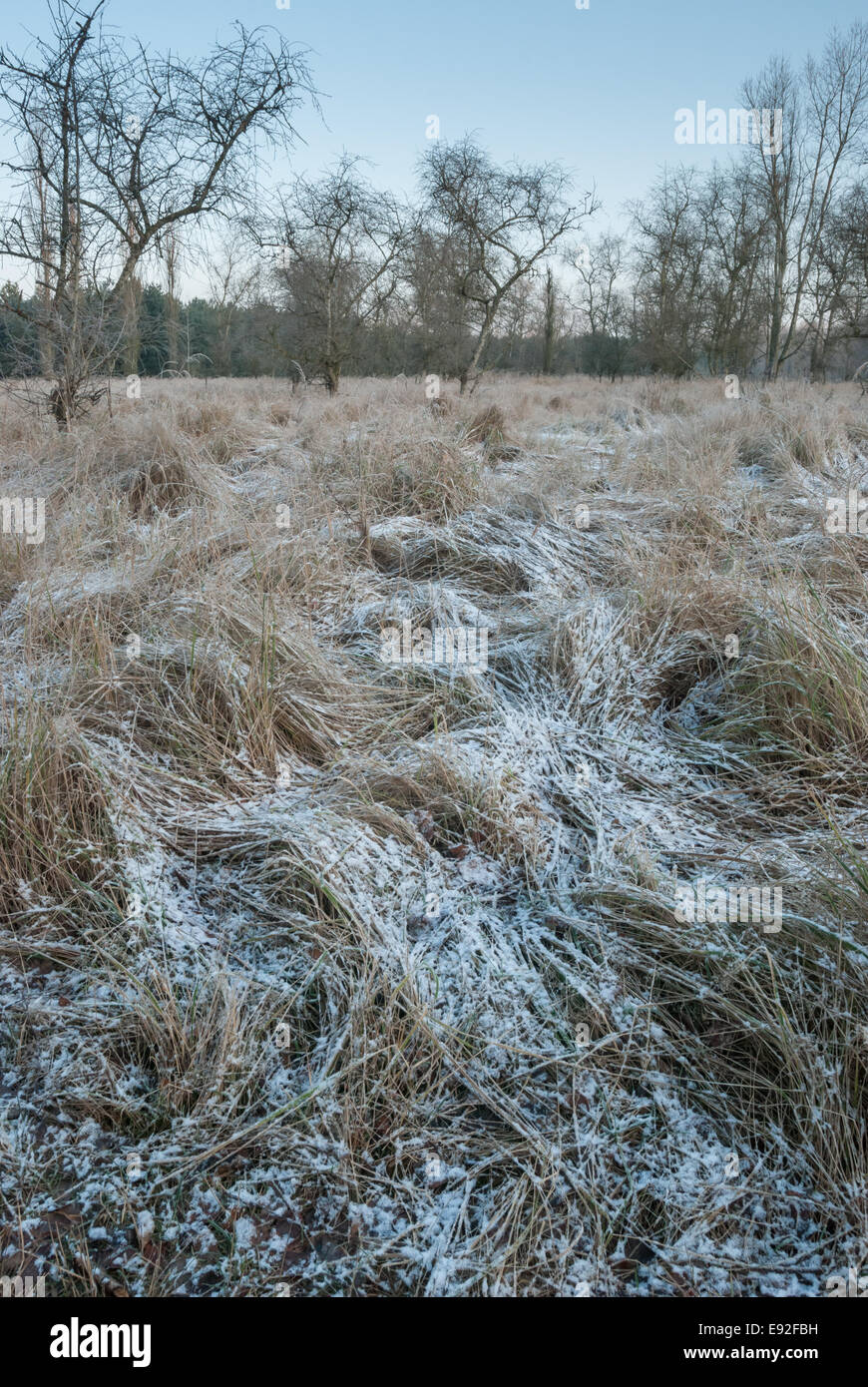 Clearing in a forest hi-res stock photography and images - Alamy