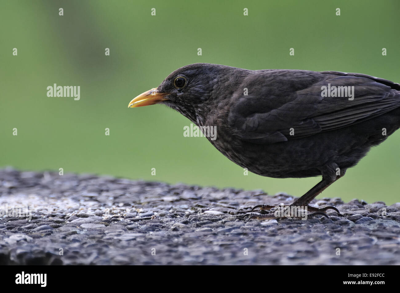 Amsel mannchen hi-res stock photography and images - Alamy