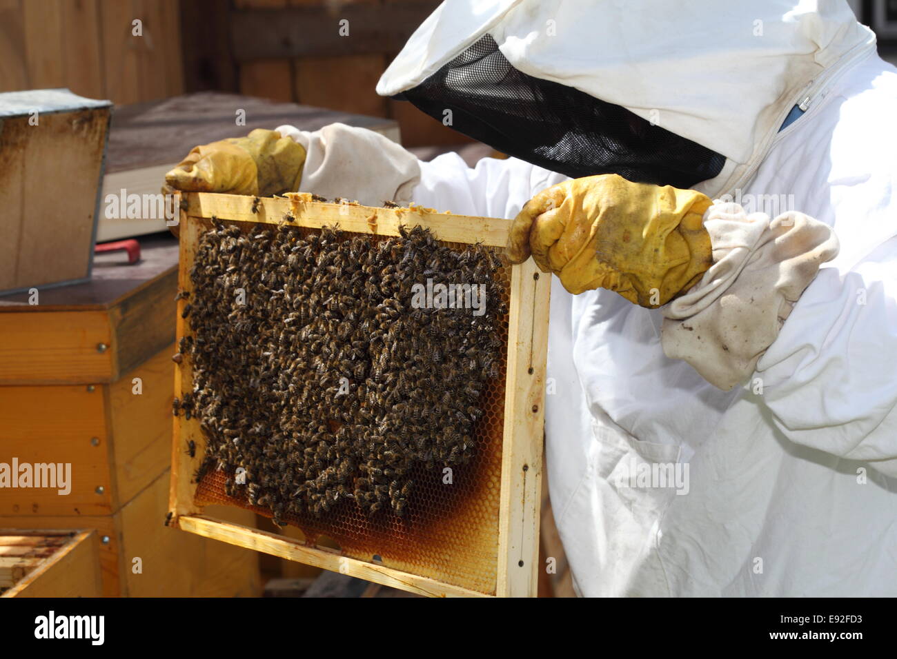 beekeeper at work Stock Photo - Alamy