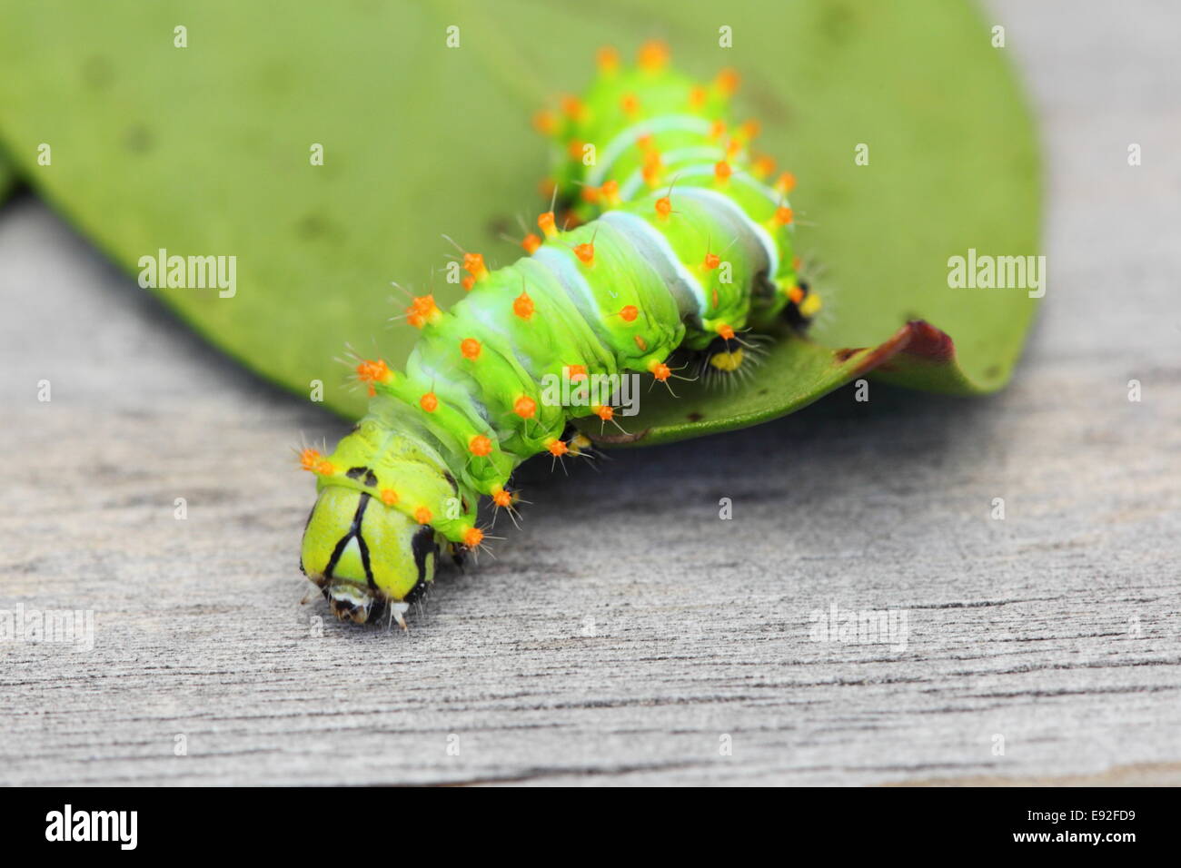 Lepidopterous larva hi-res stock photography and images - Alamy