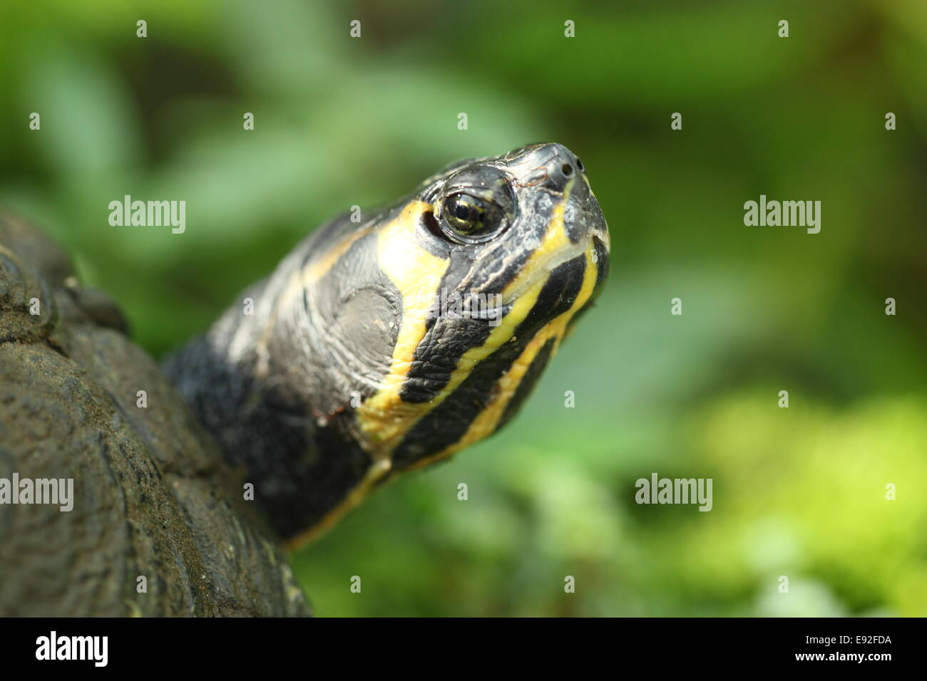 Turtle head and claw hi-res stock photography and images - Alamy