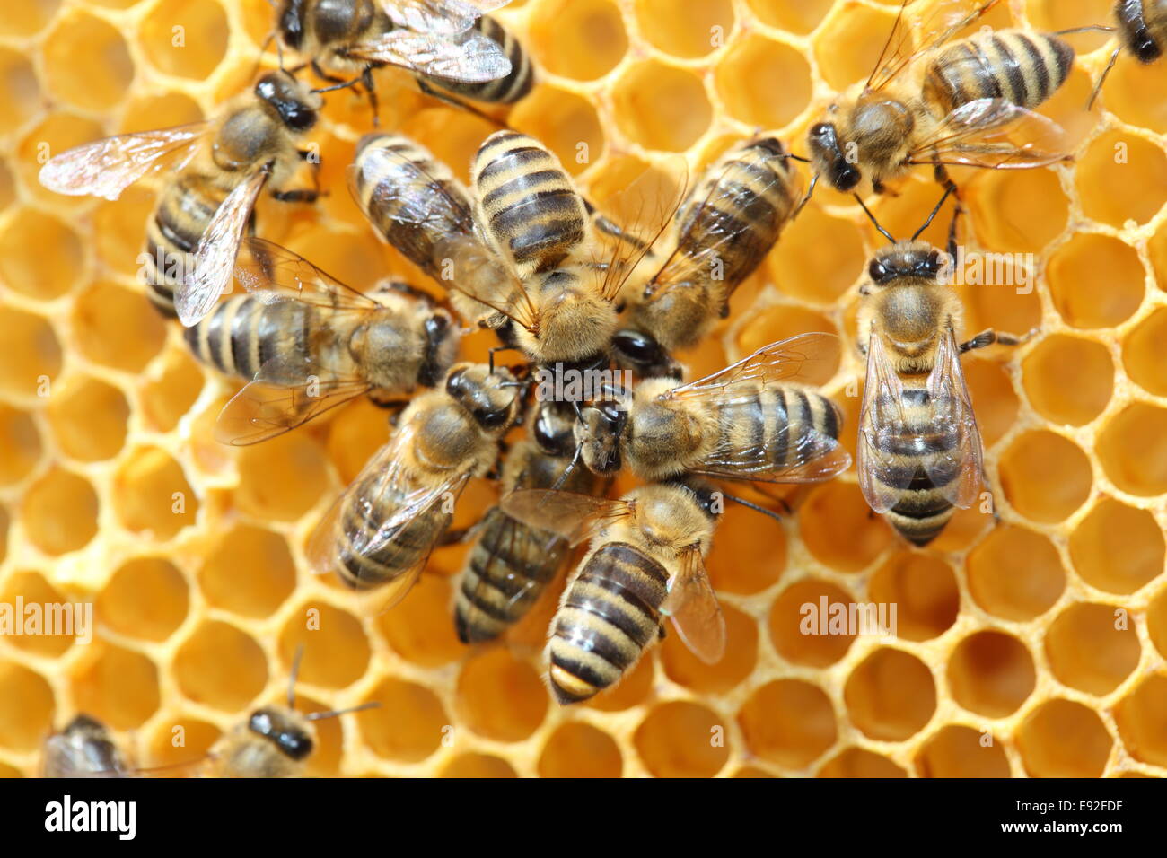 Sha bee hi-res stock photography and images - Alamy