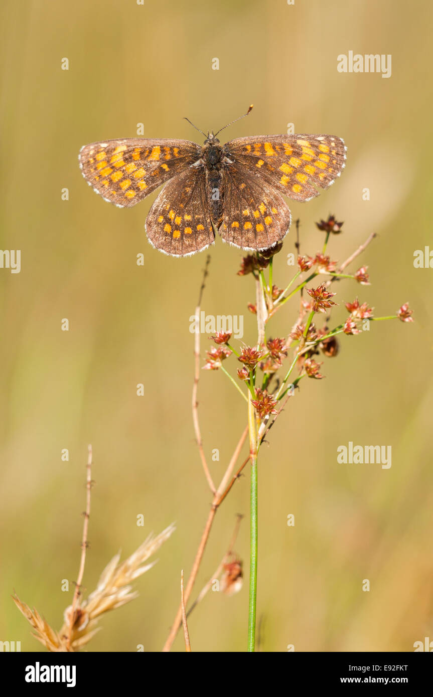 Heath Fritillary (Mellicta athalia Stock Photo - Alamy