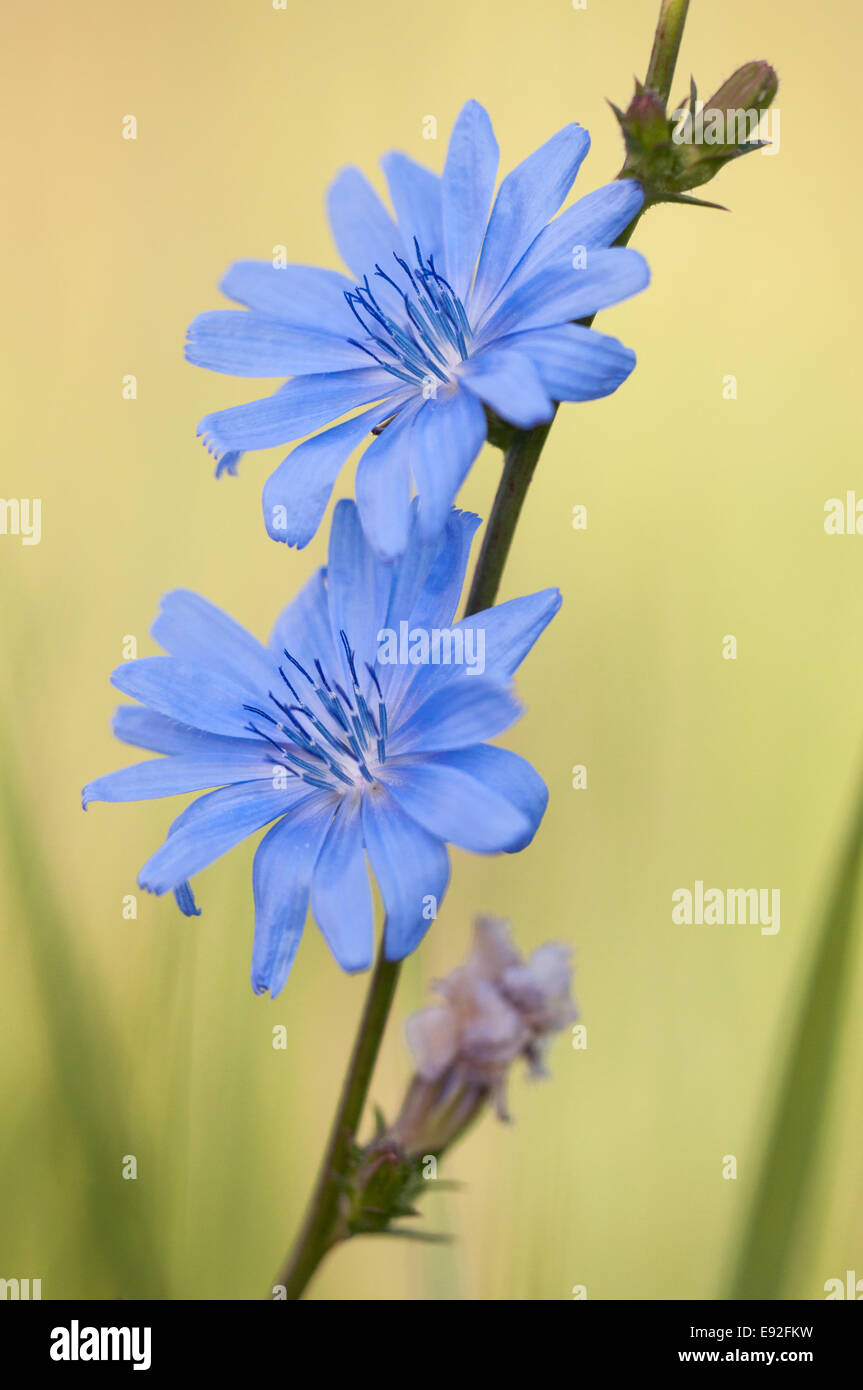 Common chicory (Cichorium intybus Stock Photo - Alamy