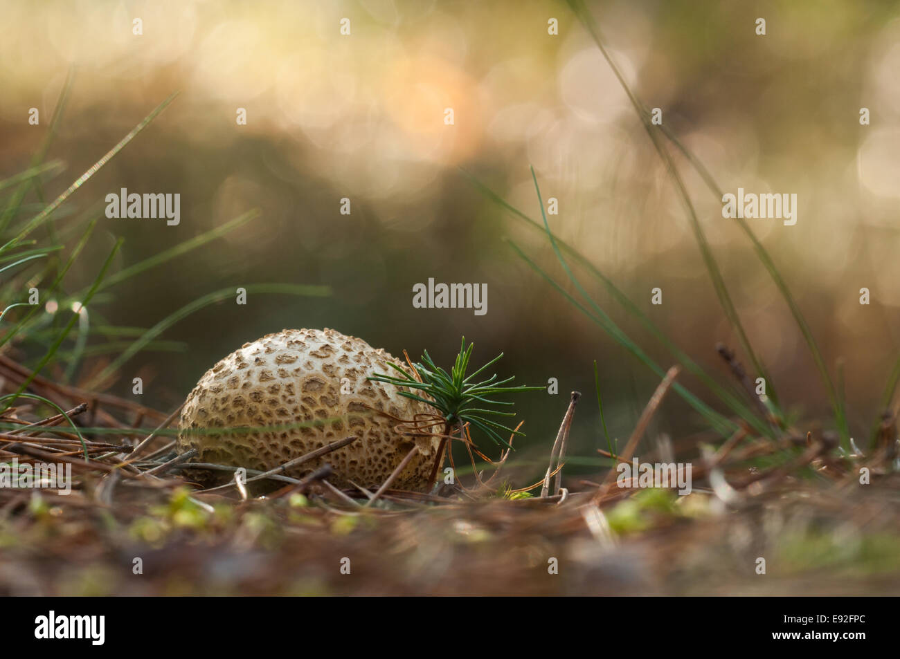 earth balls (Scleroderma Stock Photo - Alamy