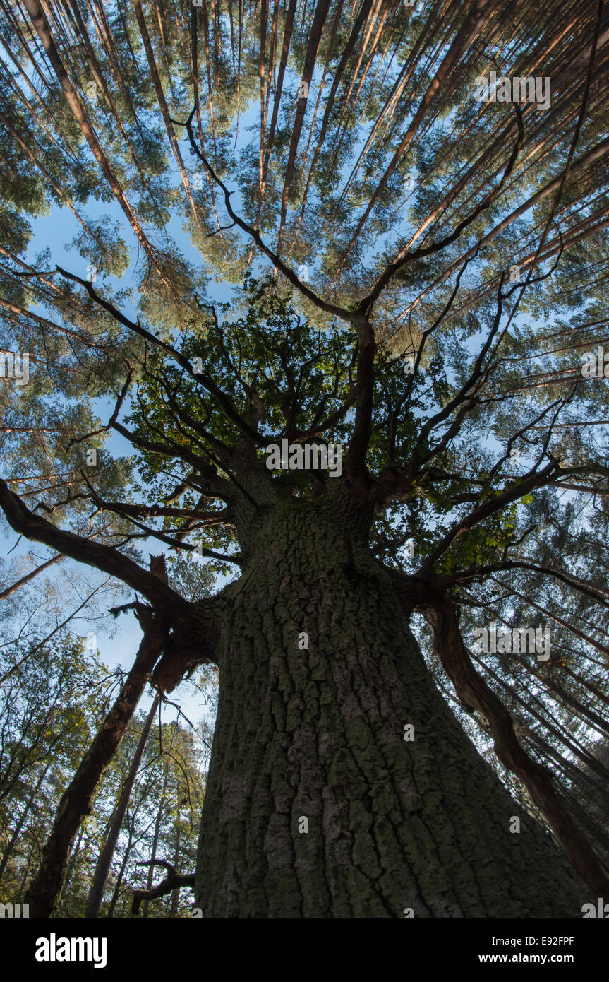 Old Oak Forest in a Berlin Stock Photo - Alamy