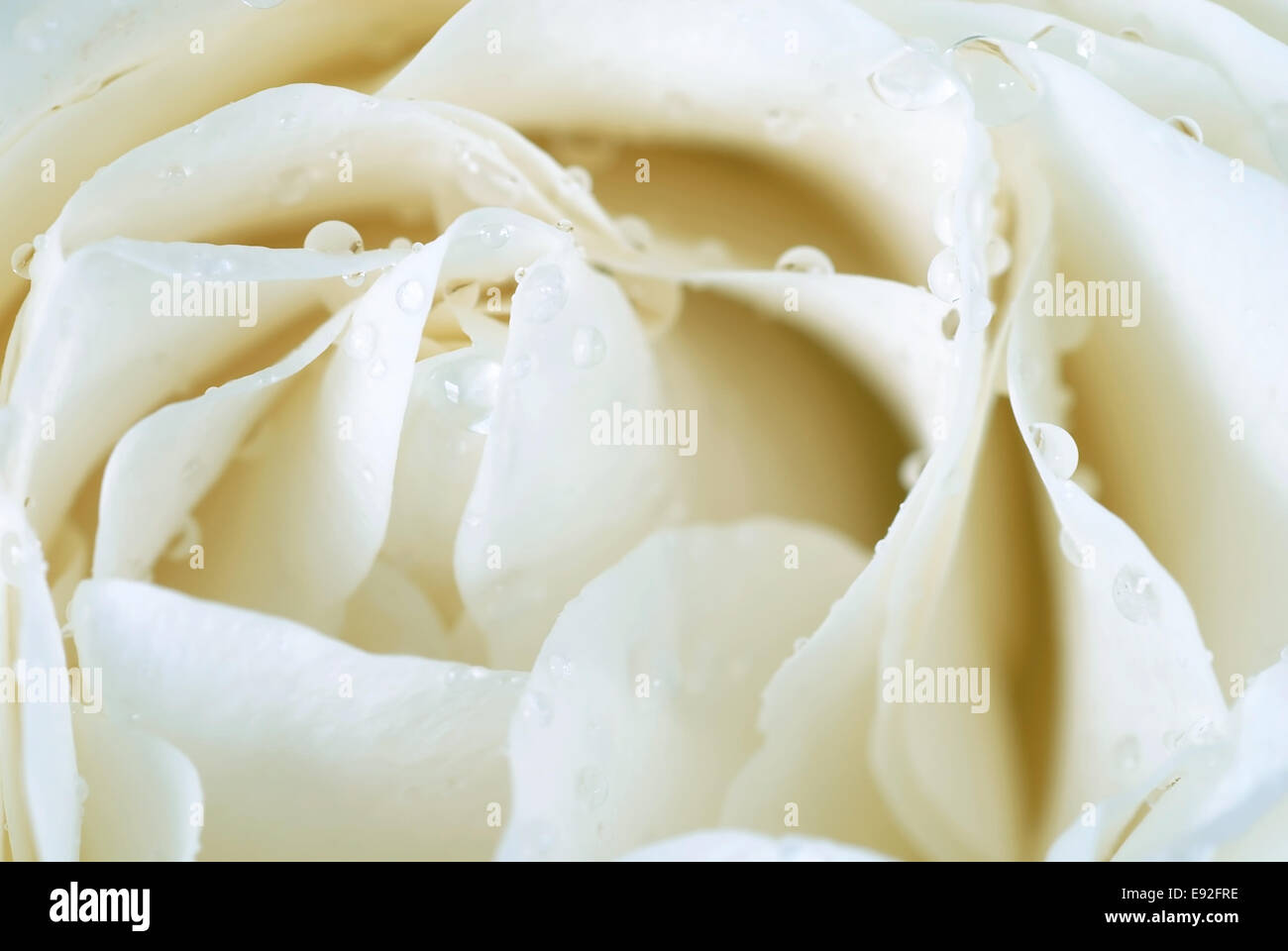Softly softly rose hi-res stock photography and images - Alamy