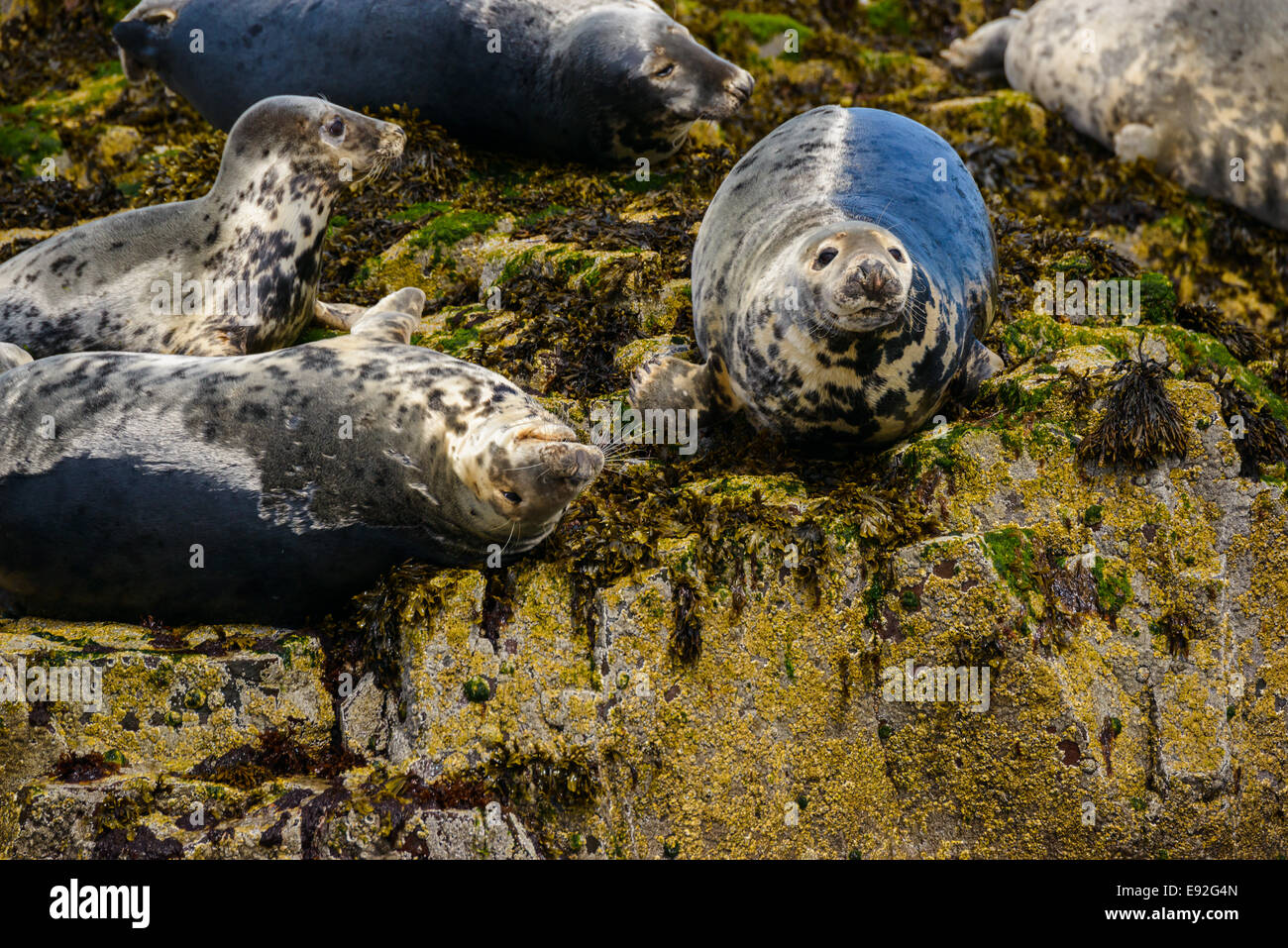 Atlantic Grey Gray Seal colony (Halichoerus grypus) on rocks; a seal ...