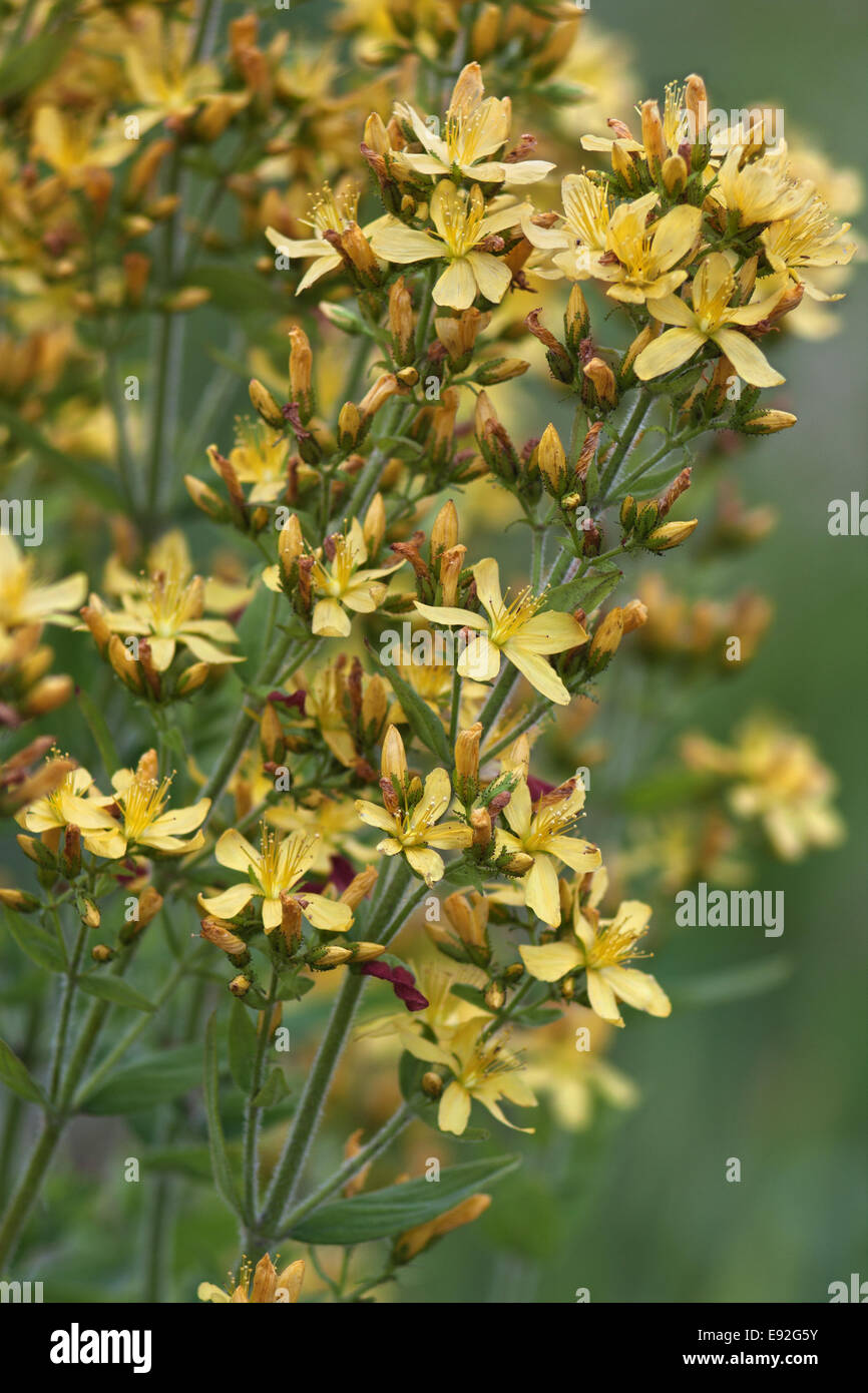 Hypericum perforatum nature hi-res stock photography and images - Alamy