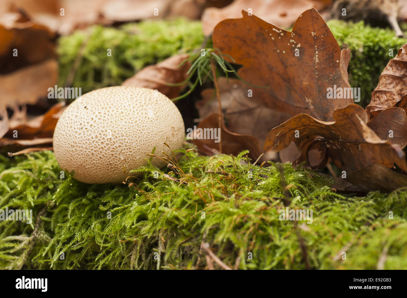 earth balls (Scleroderma Stock Photo - Alamy