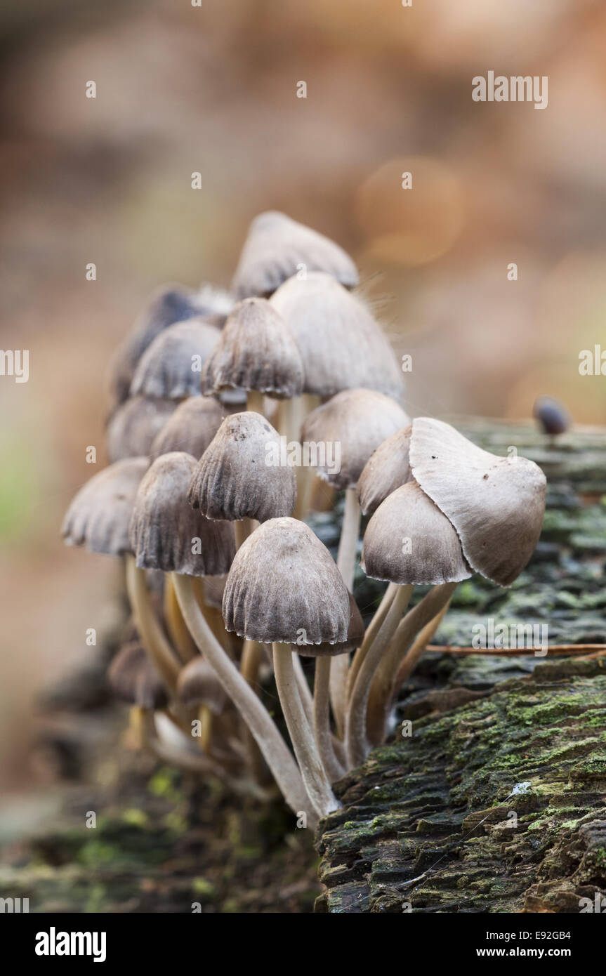 glistening inky cap (Coprinus micaceus Stock Photo - Alamy