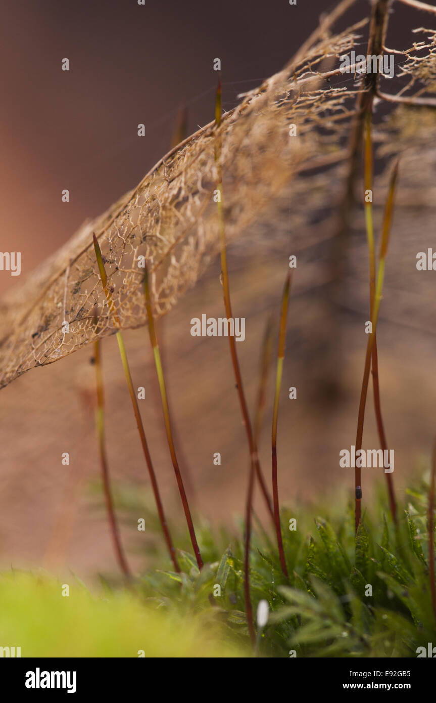 Tortula moss hi-res stock photography and images - Alamy