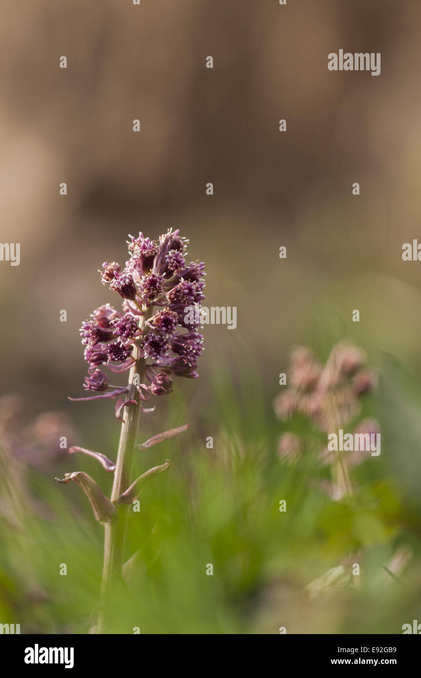 Common Butterbur (Petasites hybridus Stock Photo - Alamy