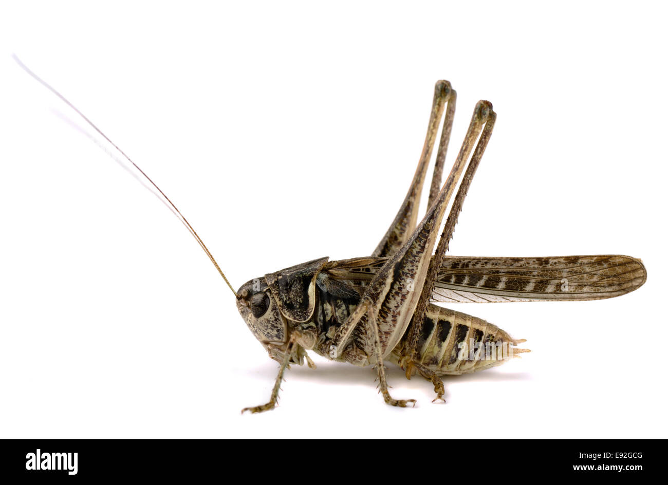 Hoppergrass hi-res stock photography and images - Alamy