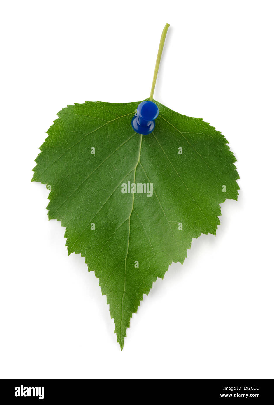 Birch leaf hi-res stock photography and images - Alamy