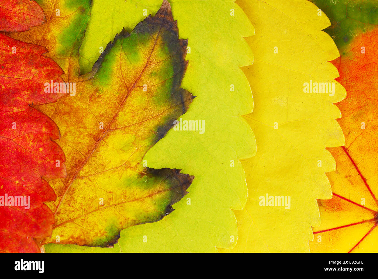 Layers Of Leaves High Resolution Stock Photography and Images - Alamy