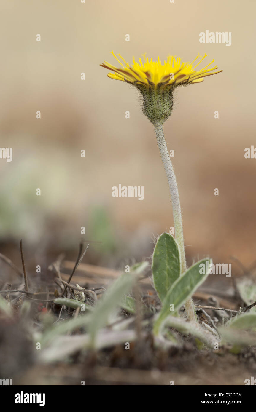Hawkweed hi-res stock photography and images - Alamy