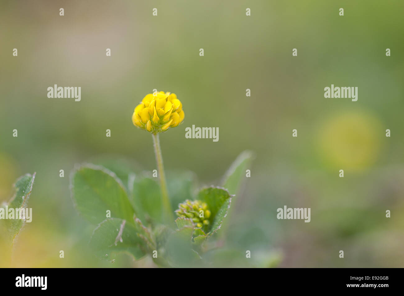 Lesser Hop Trefoil (Trifolium dubium Stock Photo - Alamy