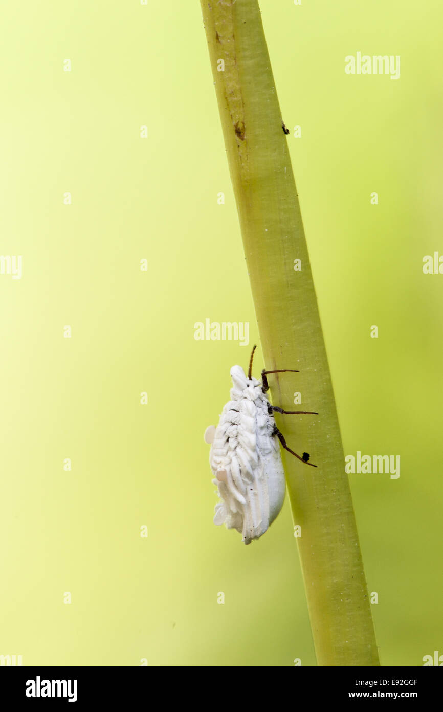 Scale insects hi-res stock photography and images - Alamy