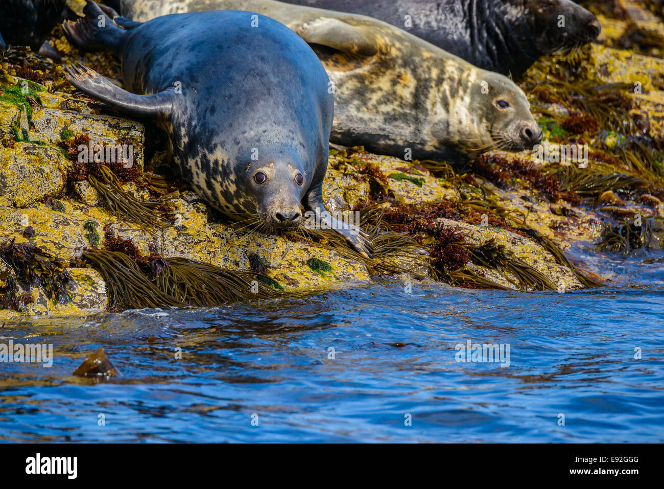 A large adult Gray Grey Seal (Halichoerus grypus) in natural habitat makes eye contact Stock ...